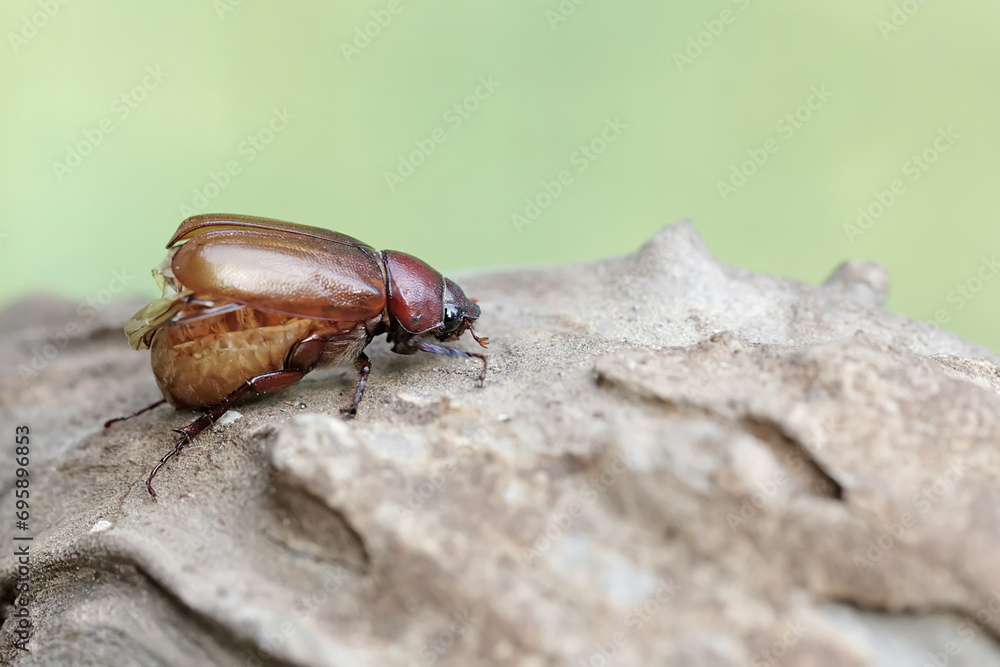 A christmas beetle (Anolognathus sp) is foraging on a rotting tree ...
