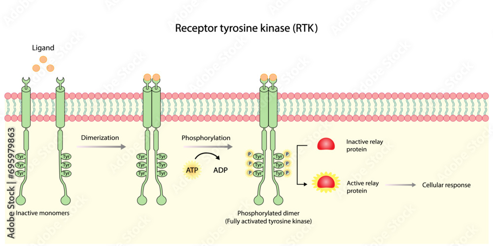 Tyrosine Kinase Receptor Dimerization Phosphorylation Activation And
