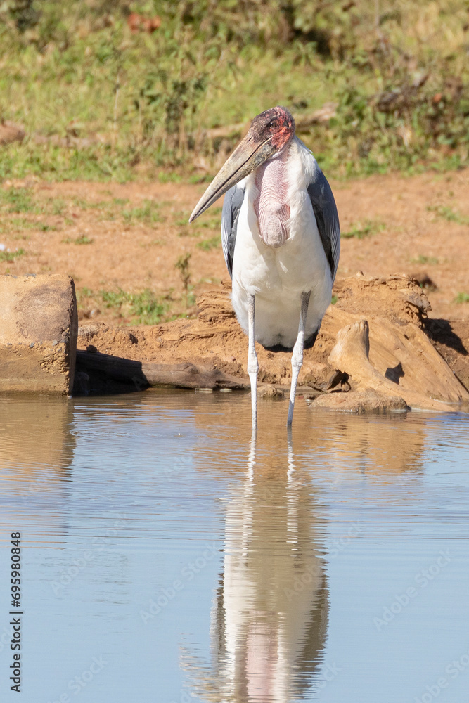 A Near Threatened Marabou Stork (Leptoptilos crumeniferus) aka ...