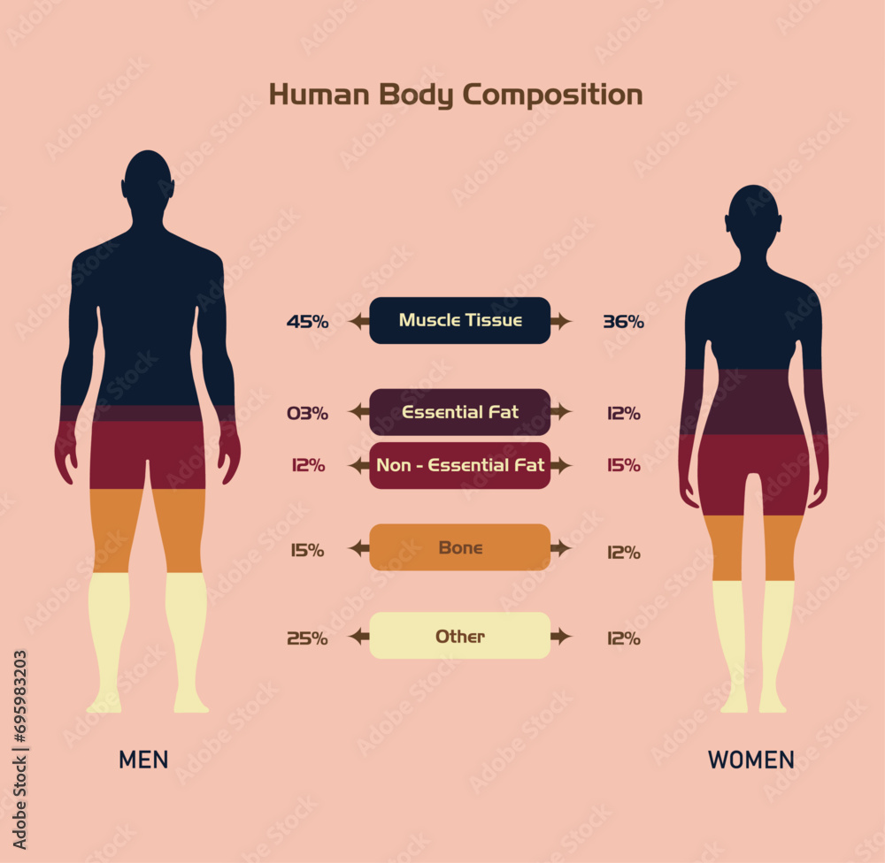 Healthy Male And Female Body Compositionhuman Body Isolated Flat Vector Illustration Info