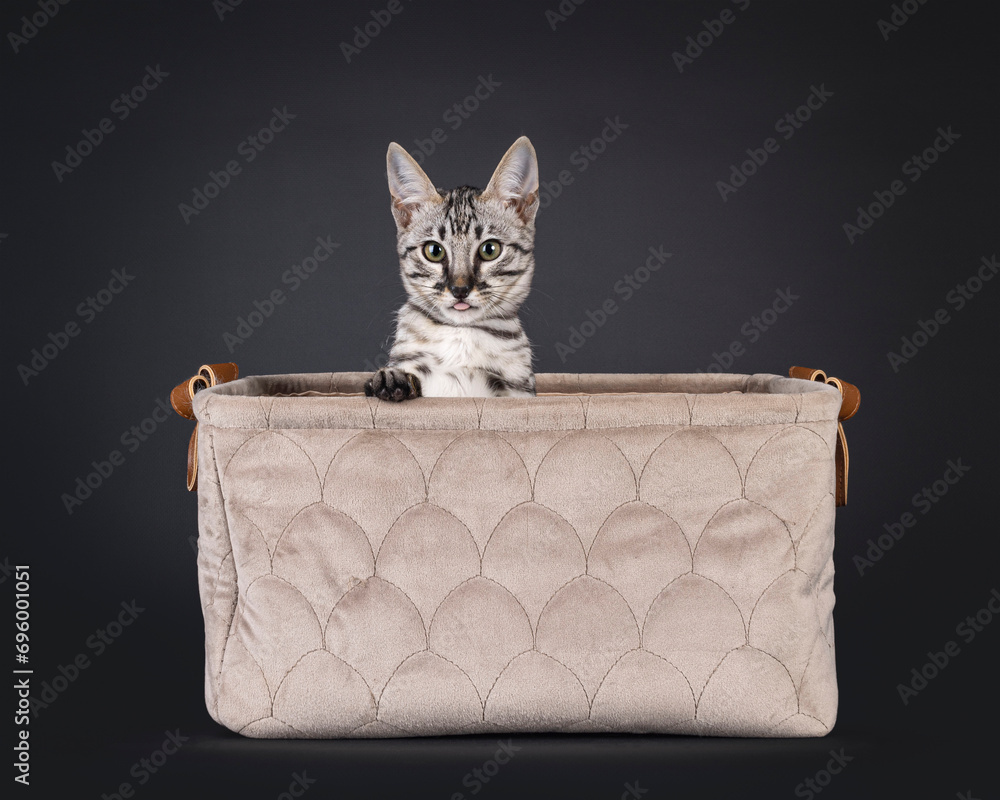 Silver F6 Savannah cat kitten, sitting in brown velvet basket. Looking ...