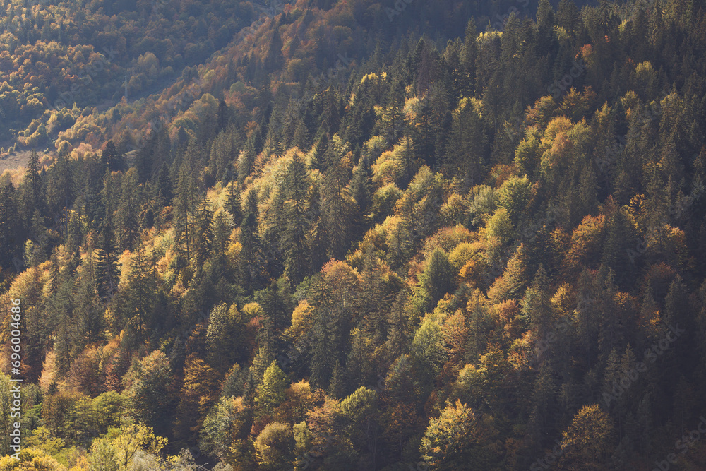 Mountains forest landscape. temperate broadleaf and mixed forest with ...