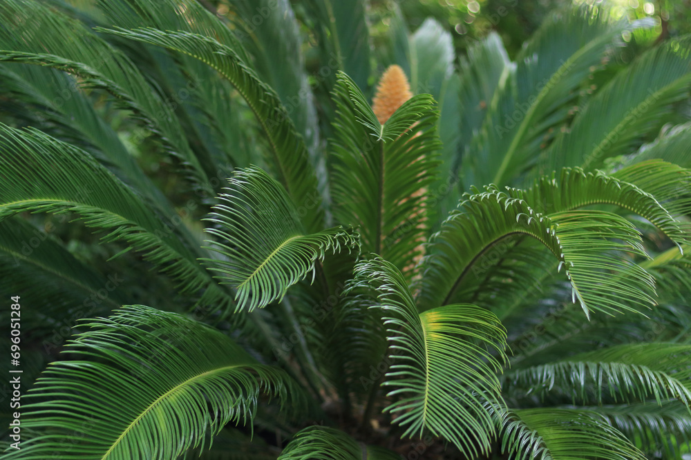 Flower of cycad large pollen above an cycad sago palm. Landscape plant ...
