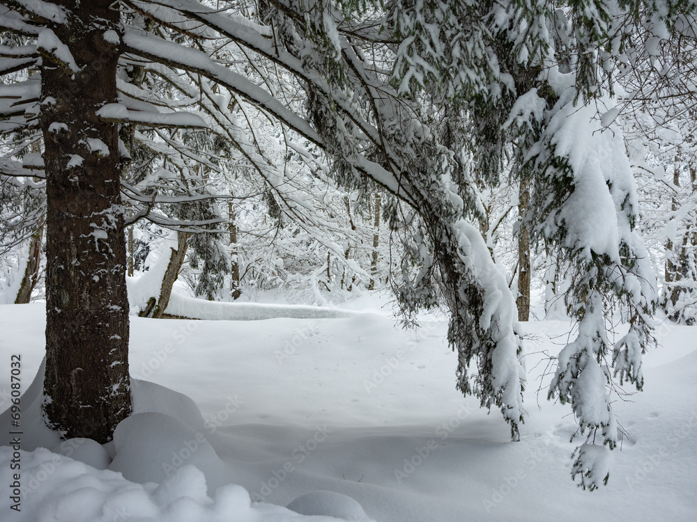 Frozen tree trunks near a frozen stream A thick layer of snow is ...
