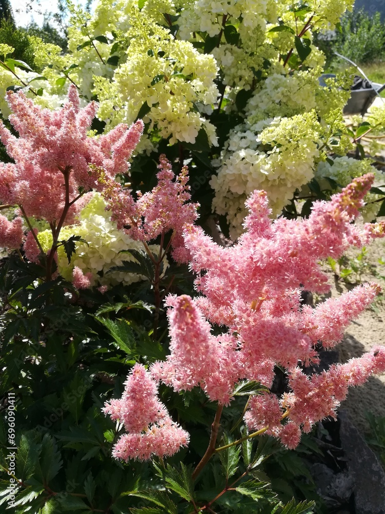 Big shrub with huge green and white inflorescences and fluffy orange ...