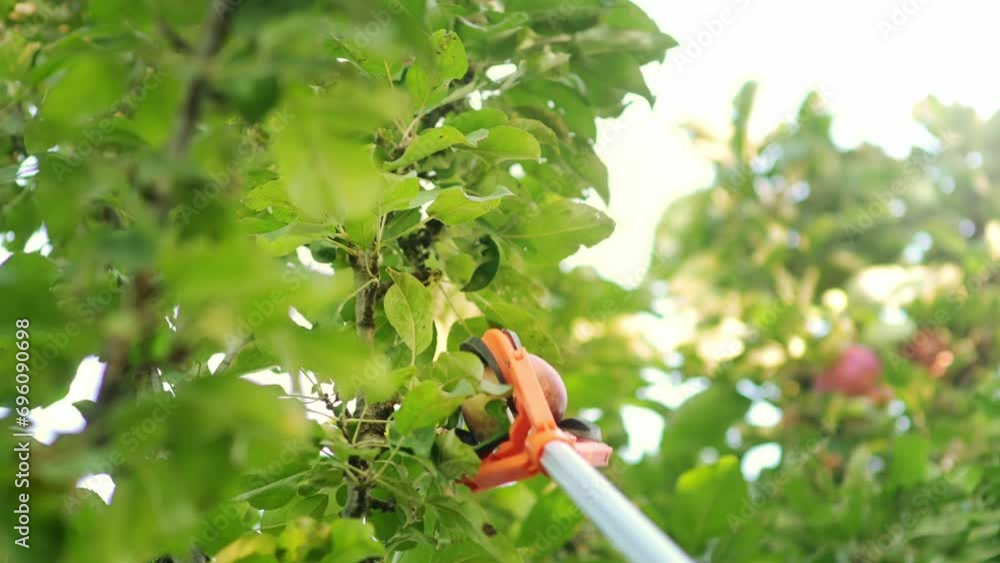 Picking up ripe apples from tree in the summer garden. There is ...