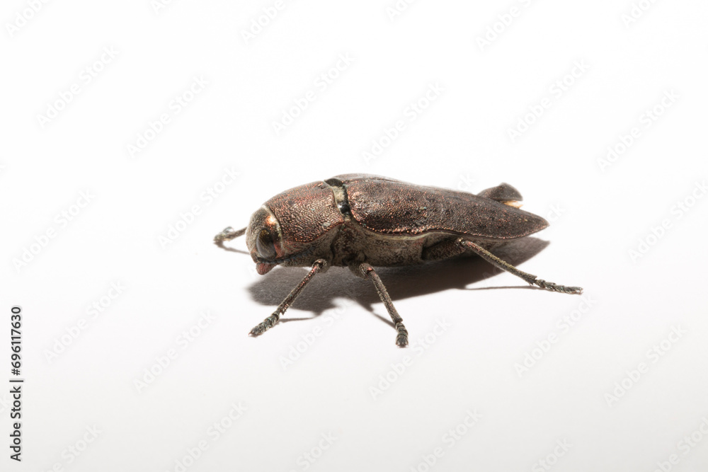 Perotis lugubris is a genus of beetles in the family Buprestidae.The ...