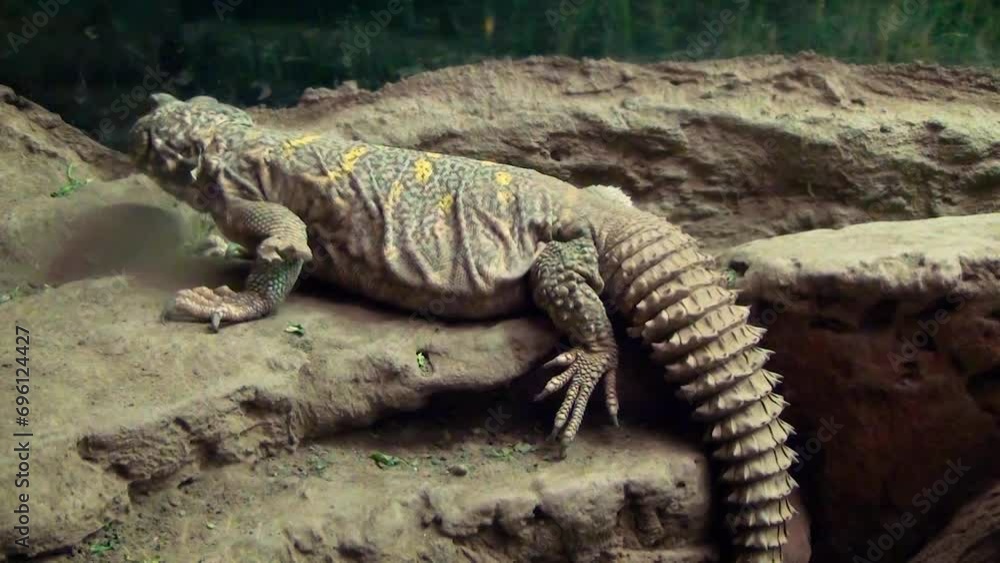 Egyptian spiny-tailed lizard (Uromastyx aegyptia) looking around and ...