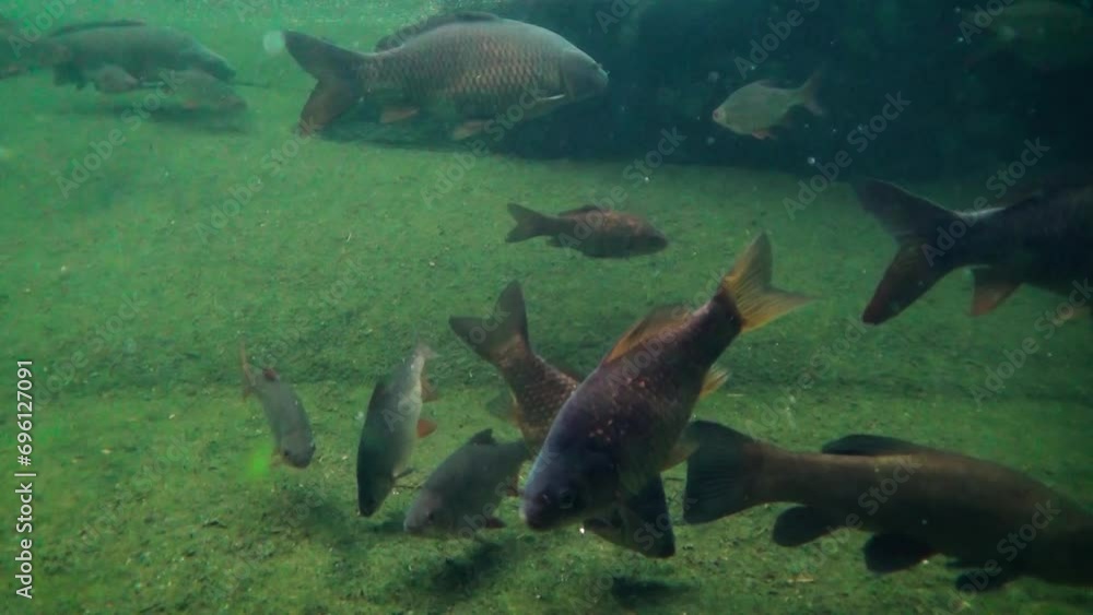 Prussian carp (Carassius gibelio), common rudd (Scardinius ...