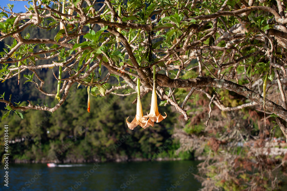 Poisonous durman flowers of Datura Metel Ballerina Yellow - Commonly ...