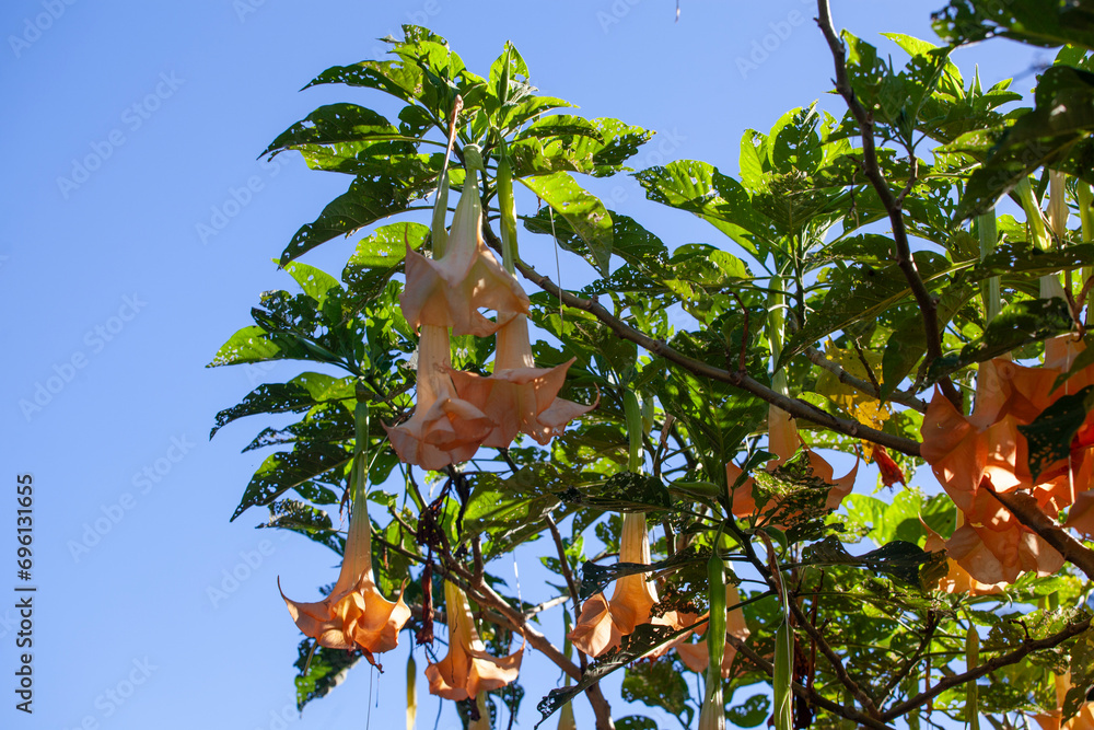 Poisonous durman flowers of Datura Metel Ballerina Yellow - Commonly ...