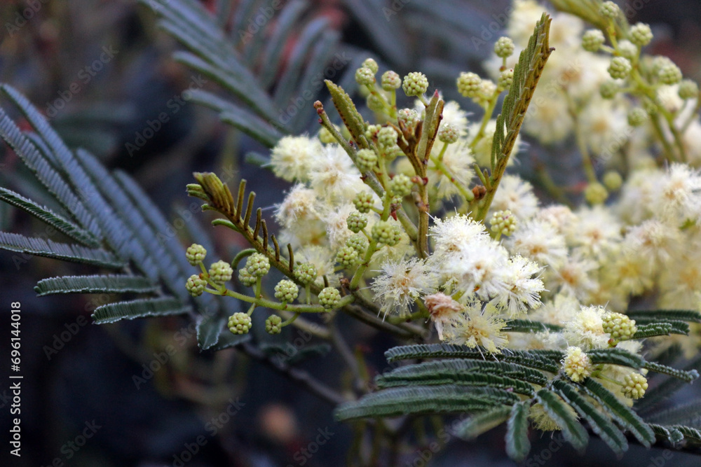 Blooming Acacia mearnsii, a spreading shrub or erect tree commonly ...