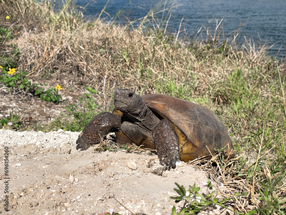 A wild land turtle on the shore of a beach canal in Florida. This ...