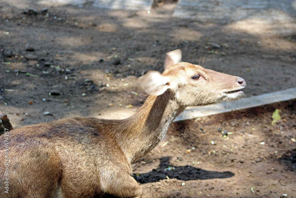 Rusa timorensis in the sanctuary, also known as Javan rusa or Sunda ...