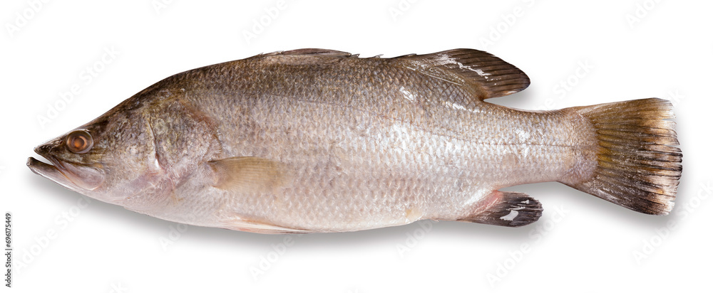 Fresh Sea bass on a fish-shaped, White striped bass fish isolate on ...