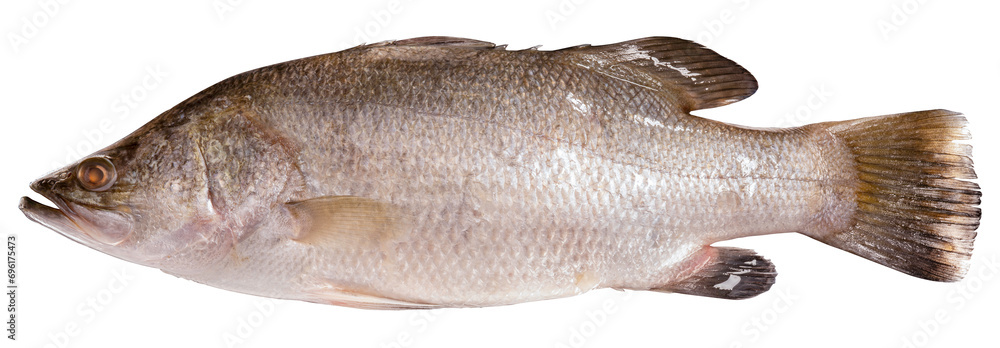 Fresh Sea bass on a fish-shaped, White striped bass fish isolate on ...