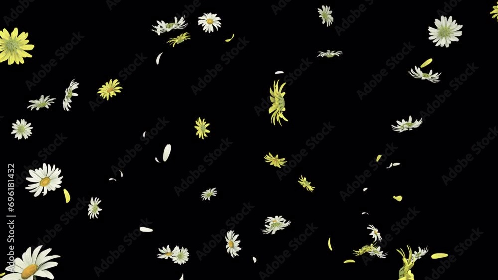 Daisy Flower Falling on Alpha Channel. Daisy flower falling with alpha ...