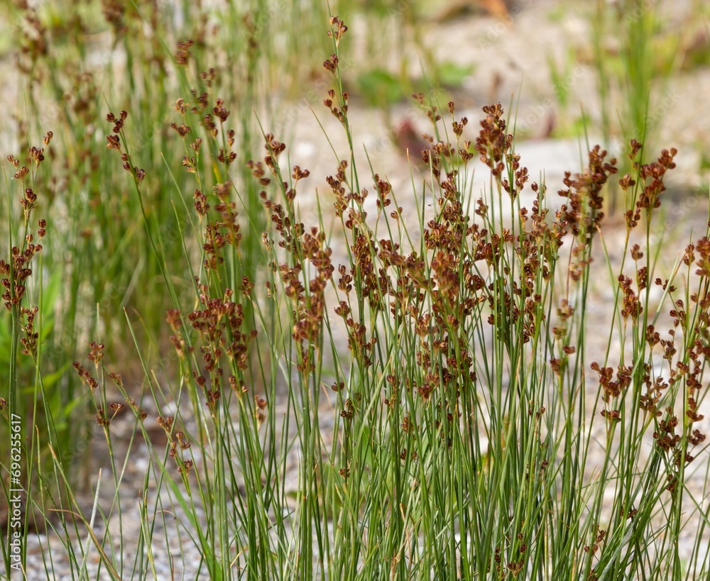 soft rush, juncus effuses, Spiral rush, Twisted rush or Diffuse, Grass ...