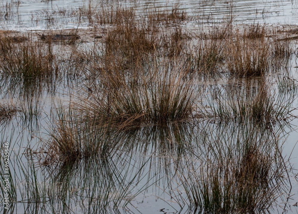 soft rush, juncus effuses, Spiral rush, Twisted rush or Diffuse, Grass ...
