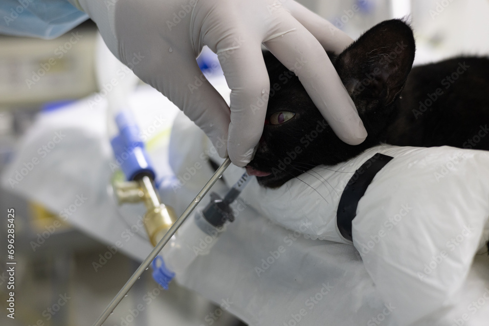 Veterinarian conducts cat rhinoscopy for detailed nasal examination ...