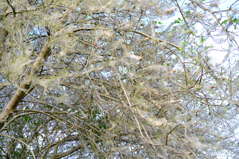 spider web moth on young plants, bushes trees, trunks continuous cobweb ...