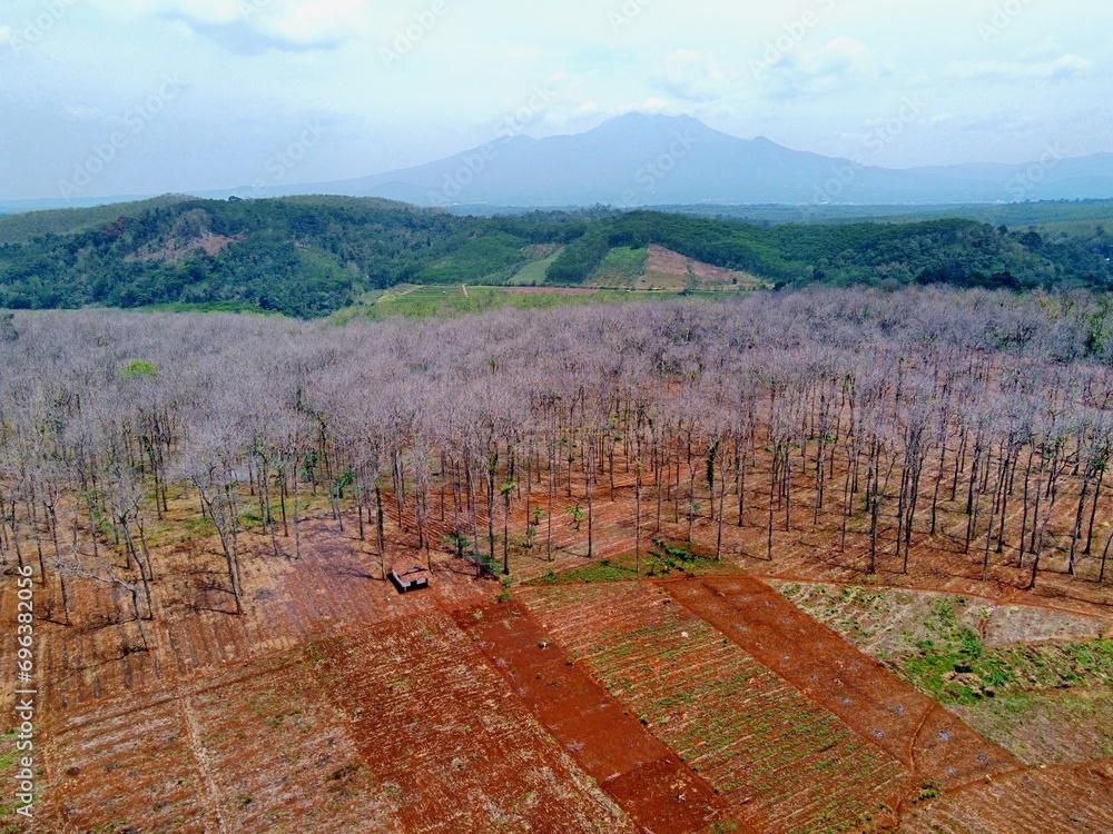 Teak forests dry out and wither during the dry season due to extreme ...