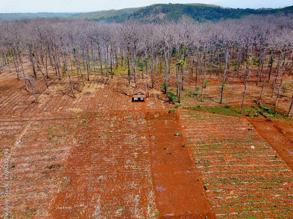 Teak forests dry out and wither during the dry season due to extreme ...