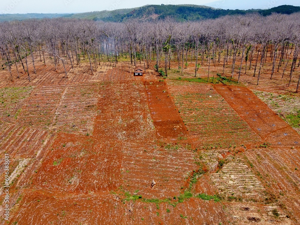 Teak forests dry out and wither during the dry season due to extreme ...