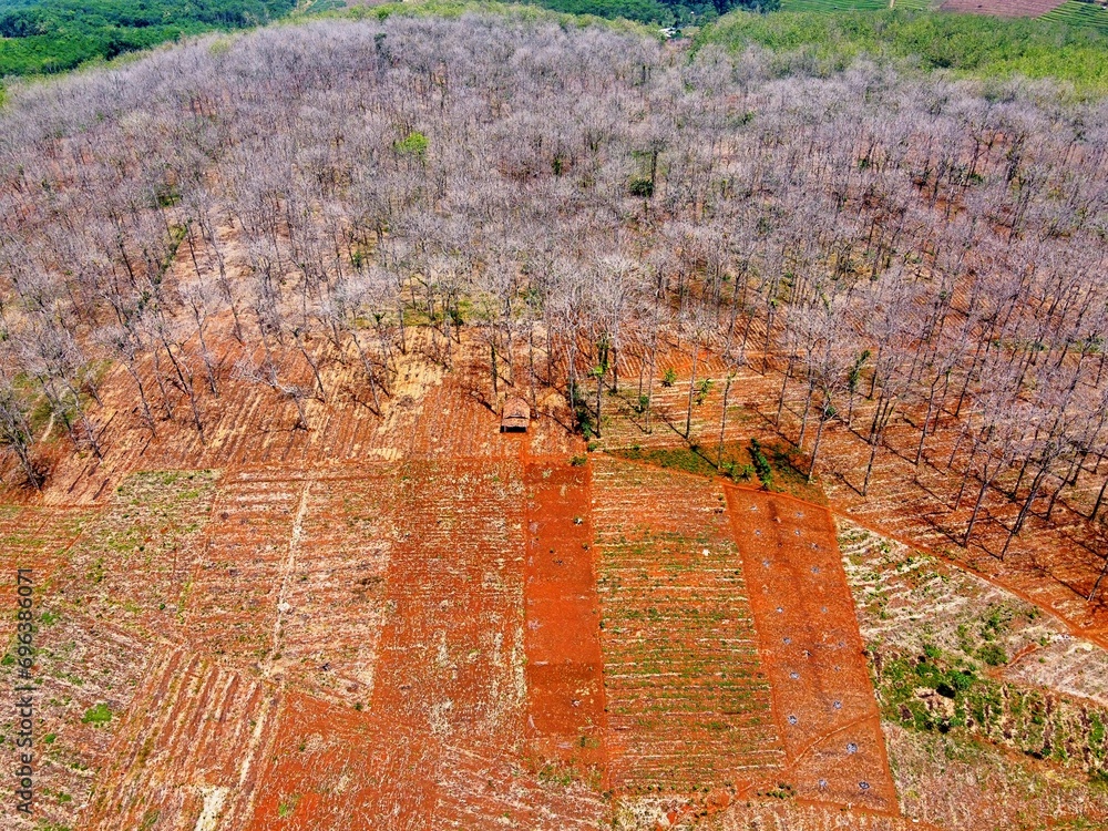 Teak forests dry out and wither during the dry season due to extreme ...