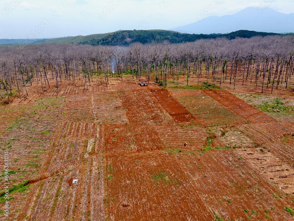 Teak forests dry out and wither during the dry season due to extreme ...