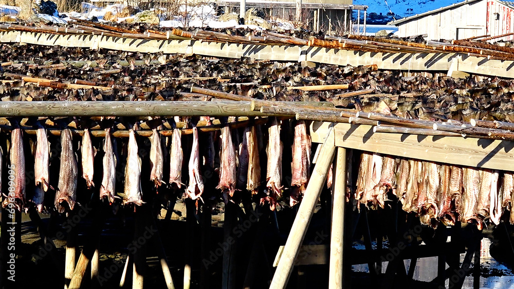 Codfish hanging on a fish rack, Sakrisoy Village on the Lofoten Islands ...