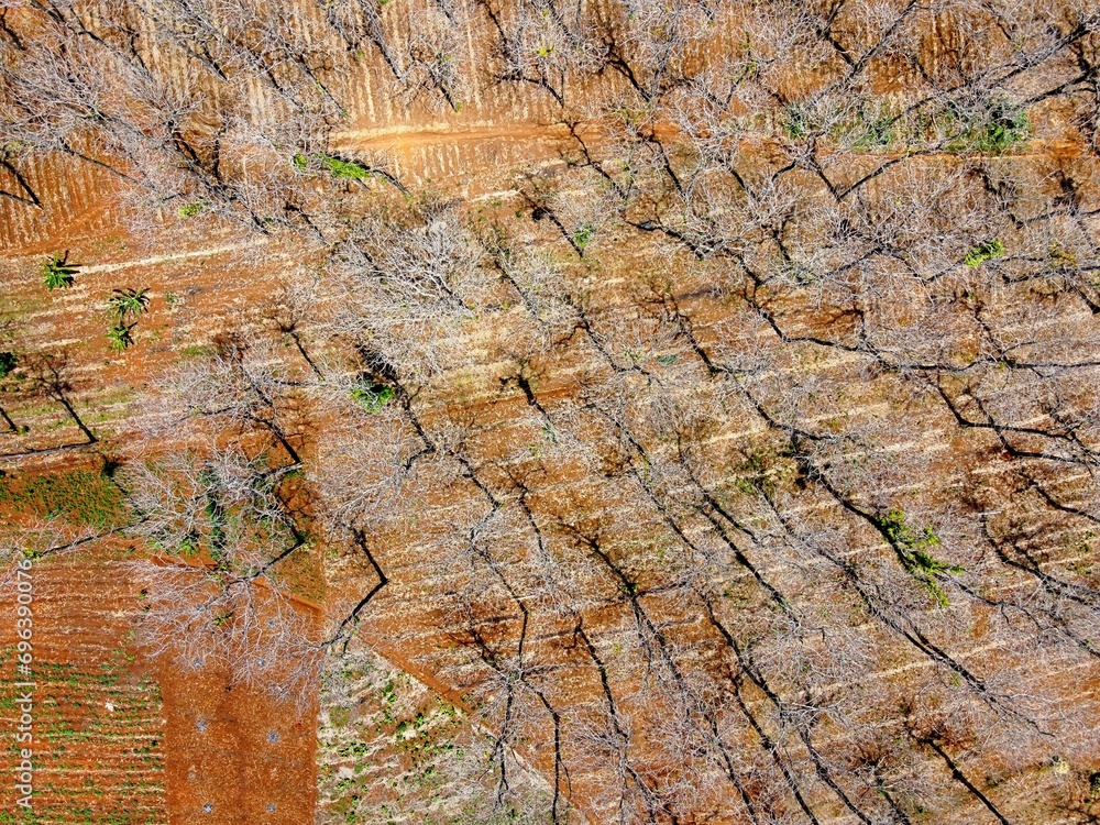 Teak forests dry out and wither during the dry season due to extreme ...