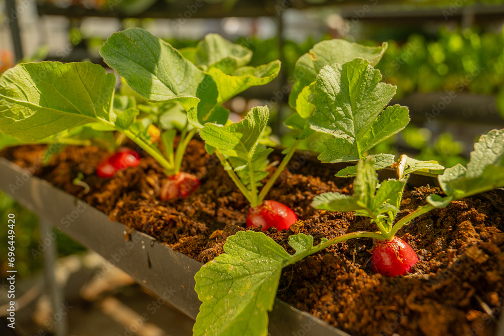 Rabanete plantado em canteiro de horta vertical em casa. sem aditivos ...