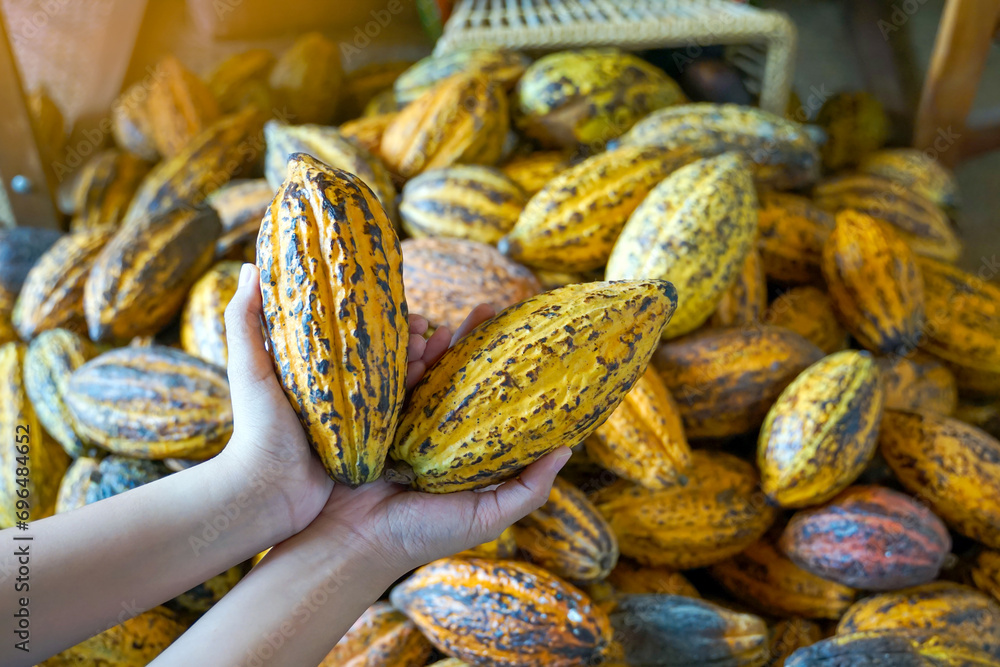 Cocoa, Cacao, Chocolate Nut Tree. Fruit shaped like a papaya on the ...