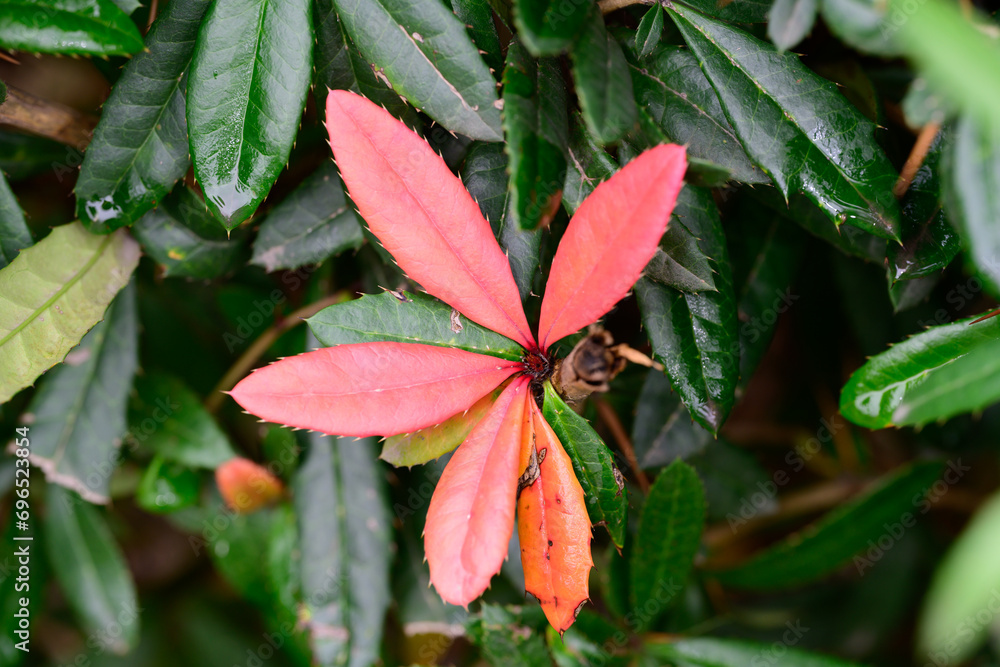 Chinese barberry. Berberis julianae or wintergreen barberry, Blue ...