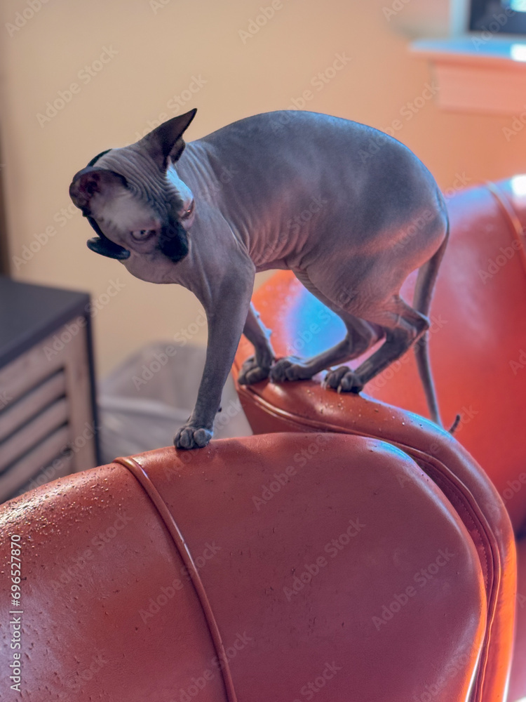 white sphynx cat looking back standing on chair home office Stock Photo ...