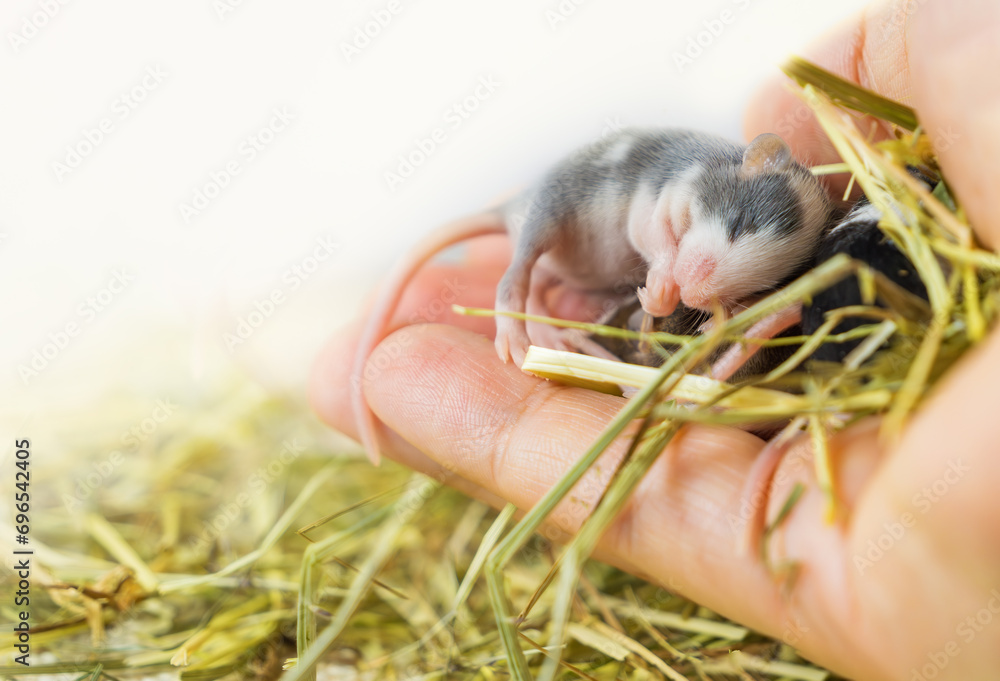 Beautiful blind gray satin mouse, small decorative mouse sleeps on a ...