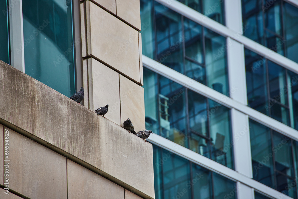 Pigeon, bird, animals standing on wall ledge of office building with ...