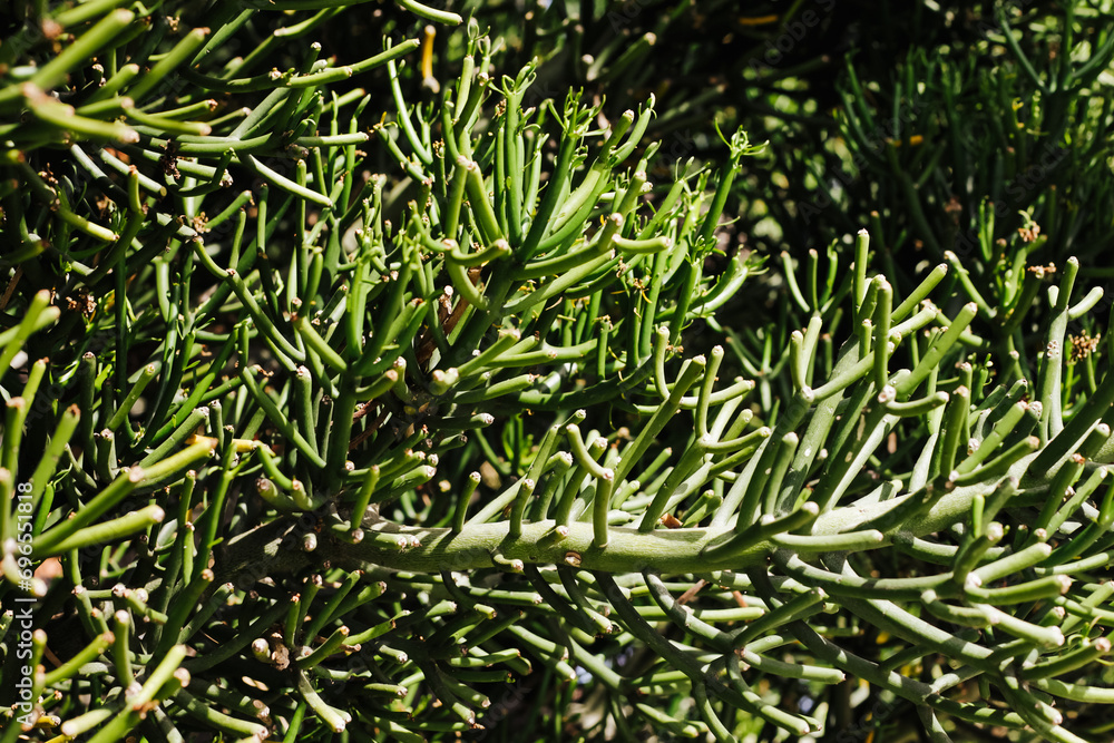 Euphorbia tirucalli background. Green grass texture. Closeup exotic ...