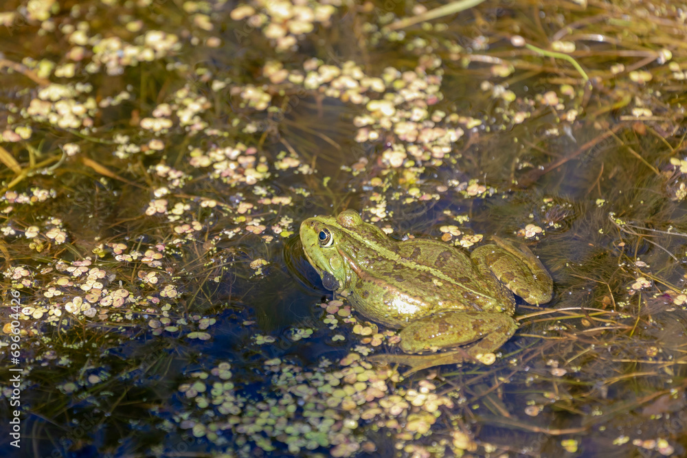 Selective focus of the marsh frog in swamp in its natural habitat ...