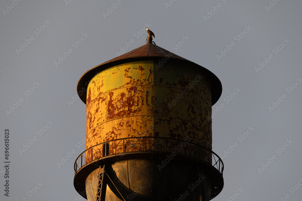 Bald Eagle on the top of an old historic water tower. This perch ...