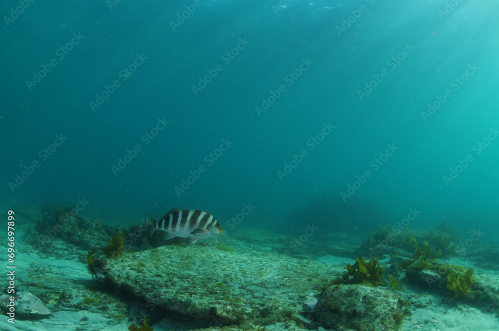 Lone banded morwong Cheilodactylus spectabilis swimming above flat ...