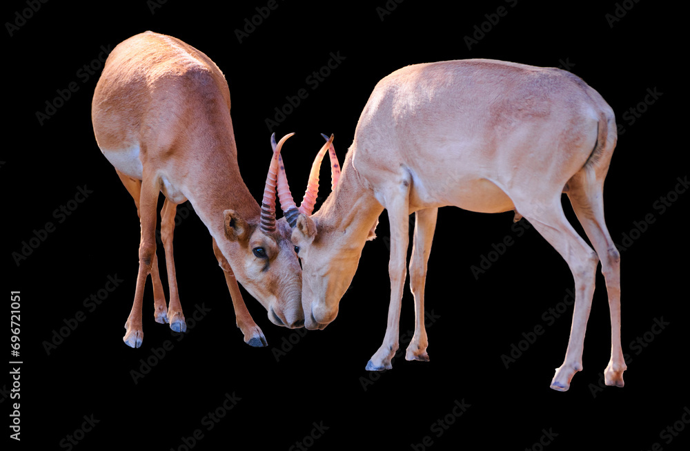 Saiga antelope on a black background. The saiga antelope is a ...