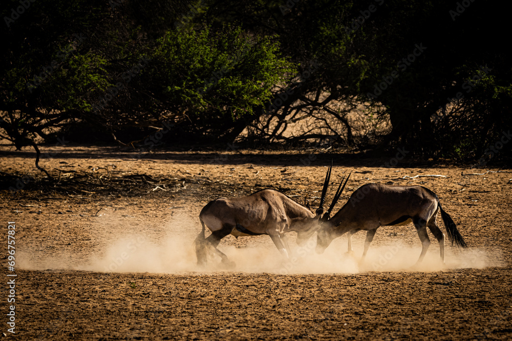 Fighting South African oryx (Oryx gazella) (Gemsbok) near Twee Rivieren ...