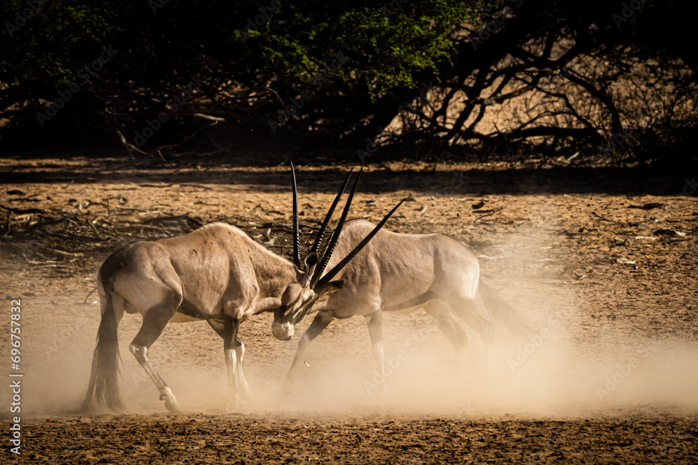 Fighting South African oryx (Oryx gazella) (Gemsbok) near Twee Rivieren ...