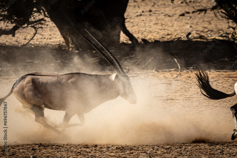 Fighting South African oryx (Oryx gazella) (Gemsbok) near Twee Rivieren ...