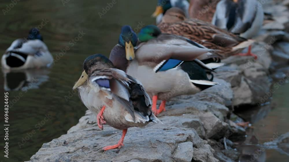 Ducks sleep, clean their feathers, eat algae. Ducks are beautifully ...