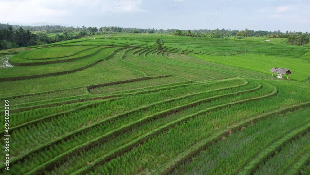 Flying low over watered rice fields with young plants, scenic landscape ...