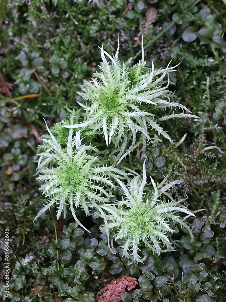 Spiky bog-moss, Sphagnum squarrosum, also known as spiky bog-moss or ...