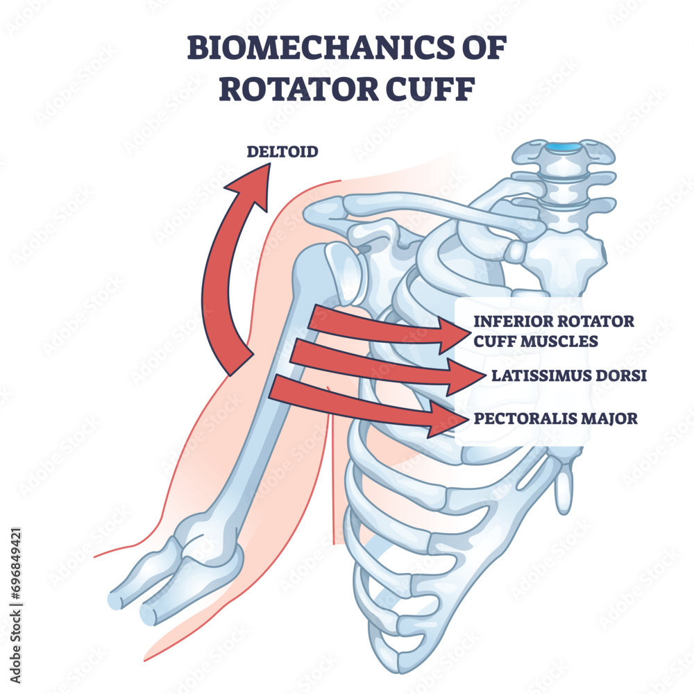 Biomechanics of rotator cuff and skeleton movement anatomy outline ...